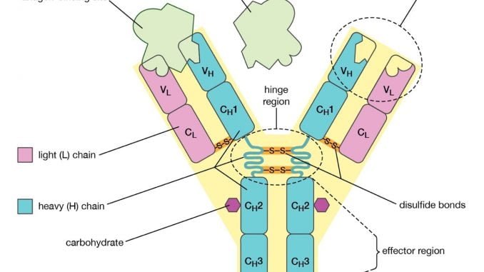 Introduction, Structure, Classification and Functions of Antibody – The ...