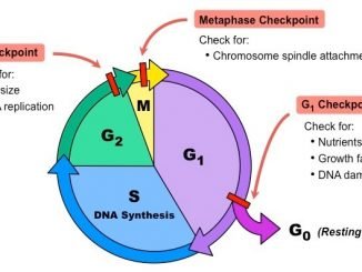 cell cycle regulation by check points – The Science Notes